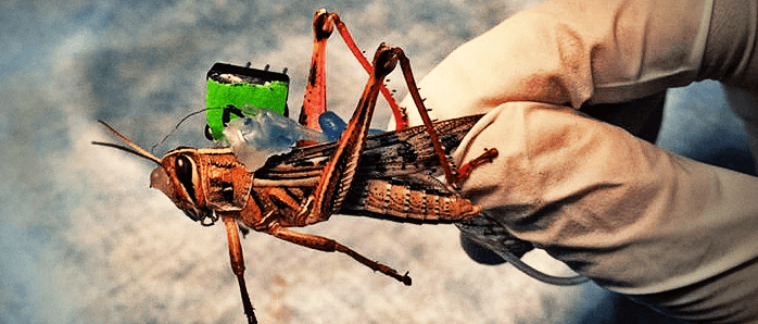 Indian-Origin Scientists Develop Electronically Augmented Insects That ...