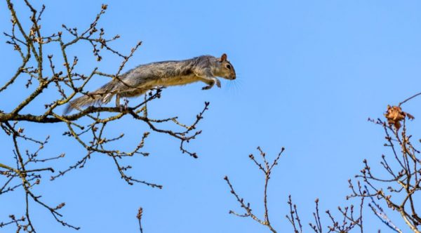 US Army's New Research Frontier -- Squirrel-Inspired Land-Based Drones ...