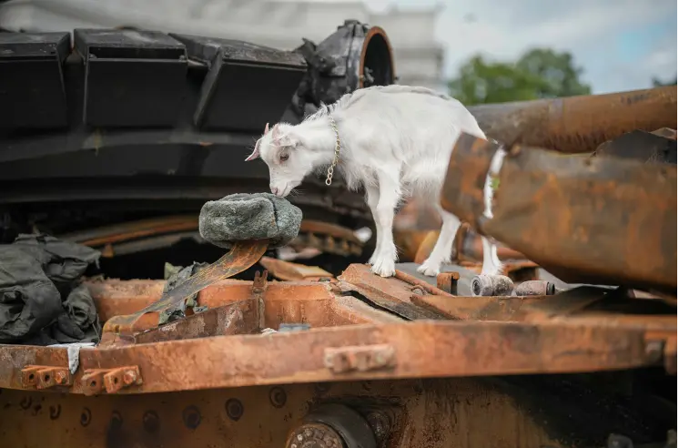 Rampage In Russia! Ukrainian Goat 'Shockingly' Injured 40 Soldiers By ...