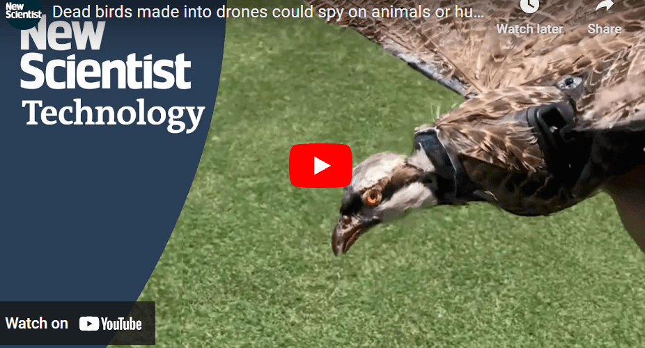 Revolution In Drone Tech? Researchers Develop ‘Flapping Wing UAVs’ From ...